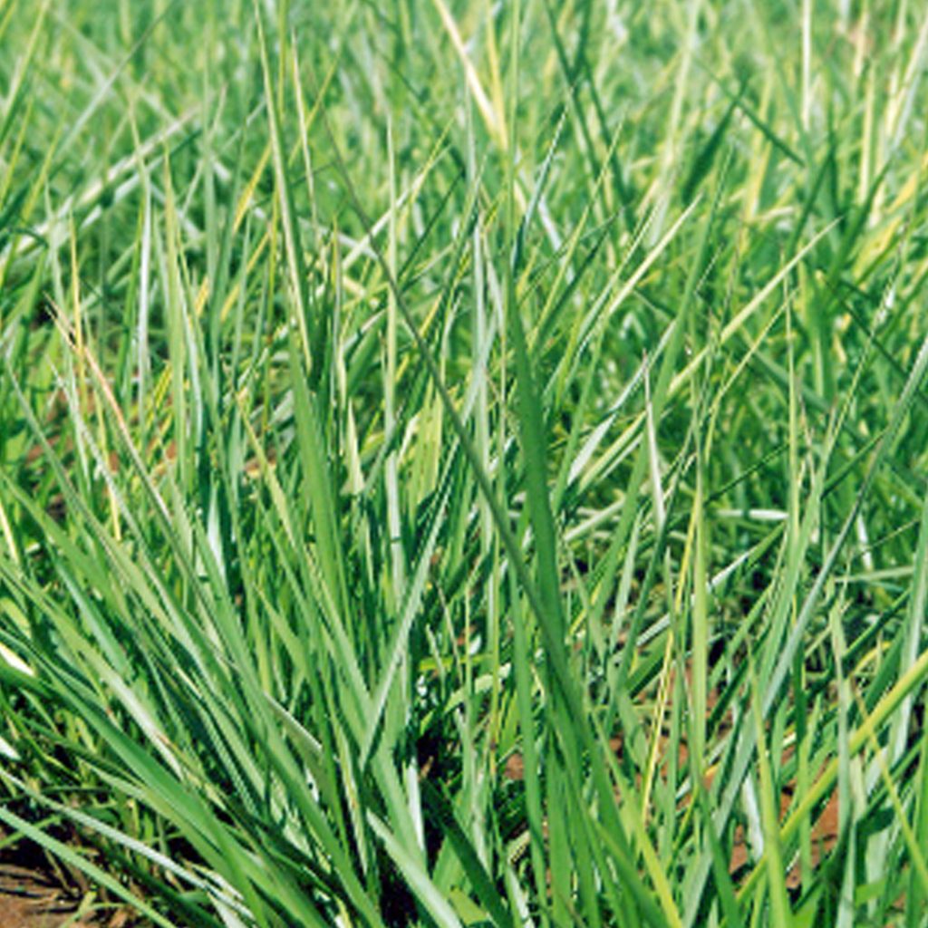 semillas de pastos - Semprecol, Semillas presidente de Colombia