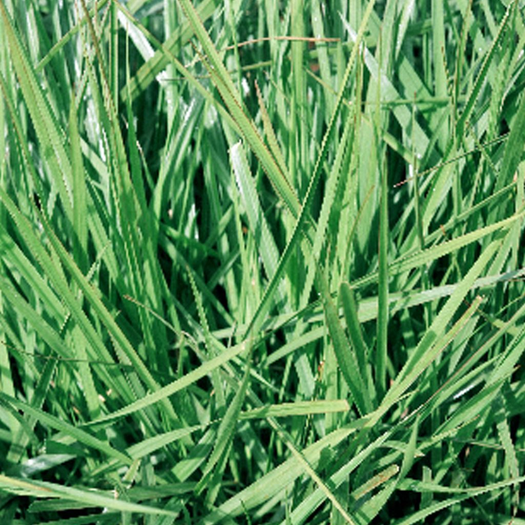 Brachiaria Humidícola Llanero - Semprecol, Semillas presidente de ...