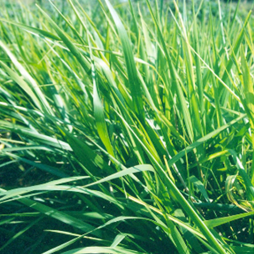 Brachiaria Brizanta Marandú - Semprecol, Semillas presidente de ...