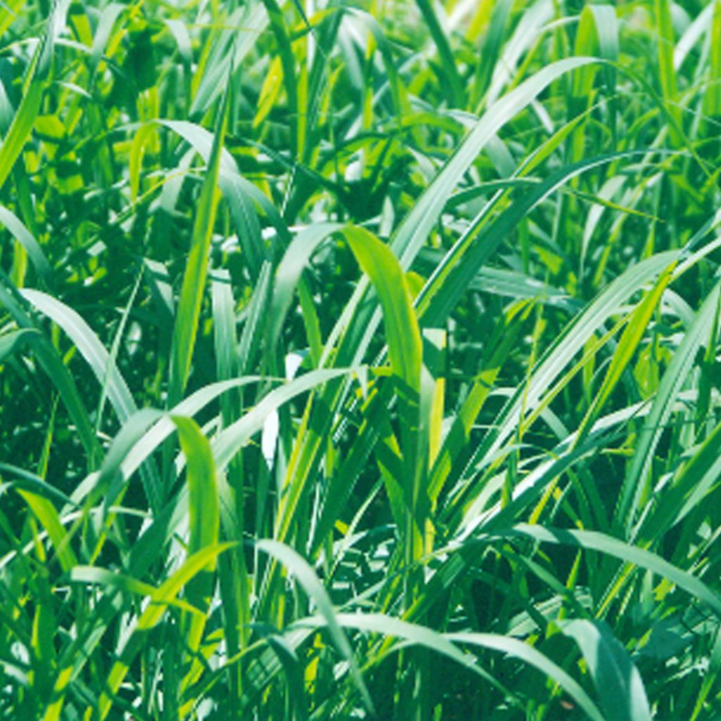 semillas de pastos - Semprecol, Semillas presidente de Colombia