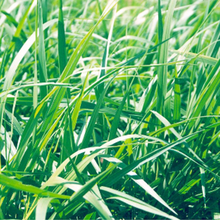 Brachiaria Brizanta Toledo - Semprecol, Semillas presidente de Colombia ...